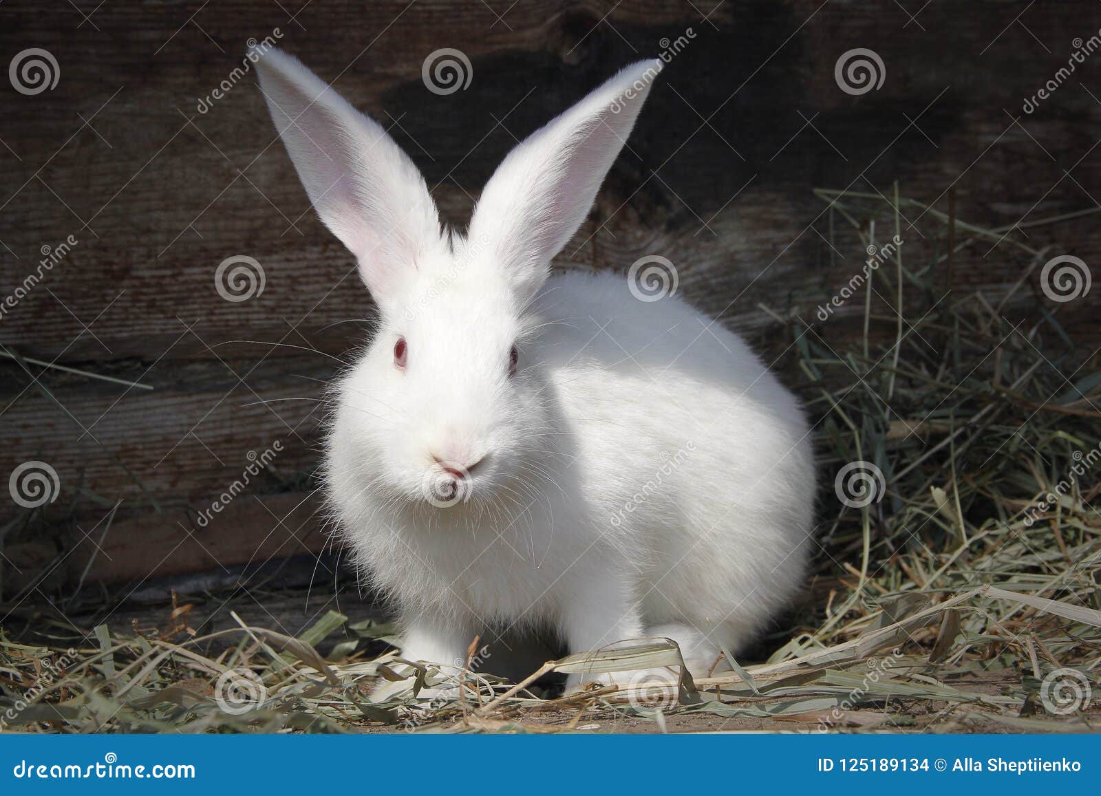 Mullido Blanco Del Conejo Con Los Ojos Rojos Foto de archivo - Imagen ...