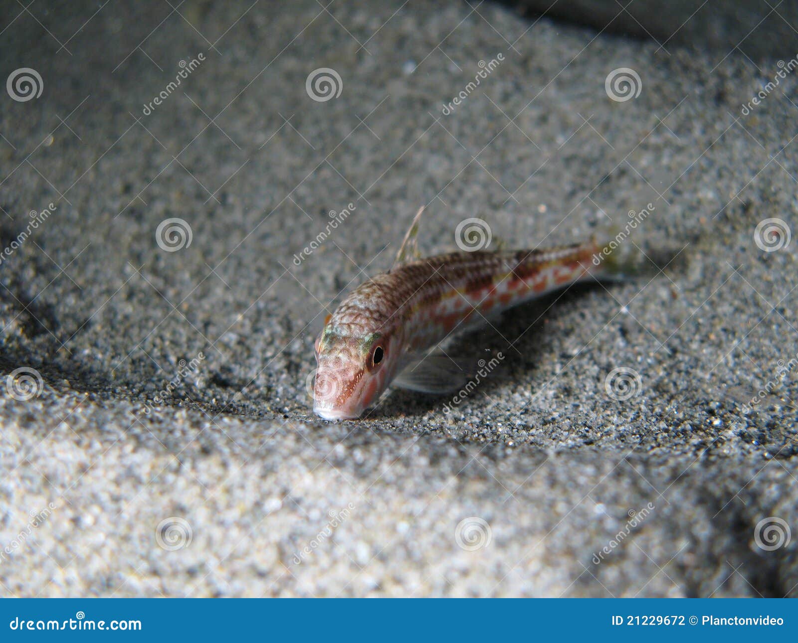 Mullus Fish stock photo. Image of natural, marine, dive - 21229672
