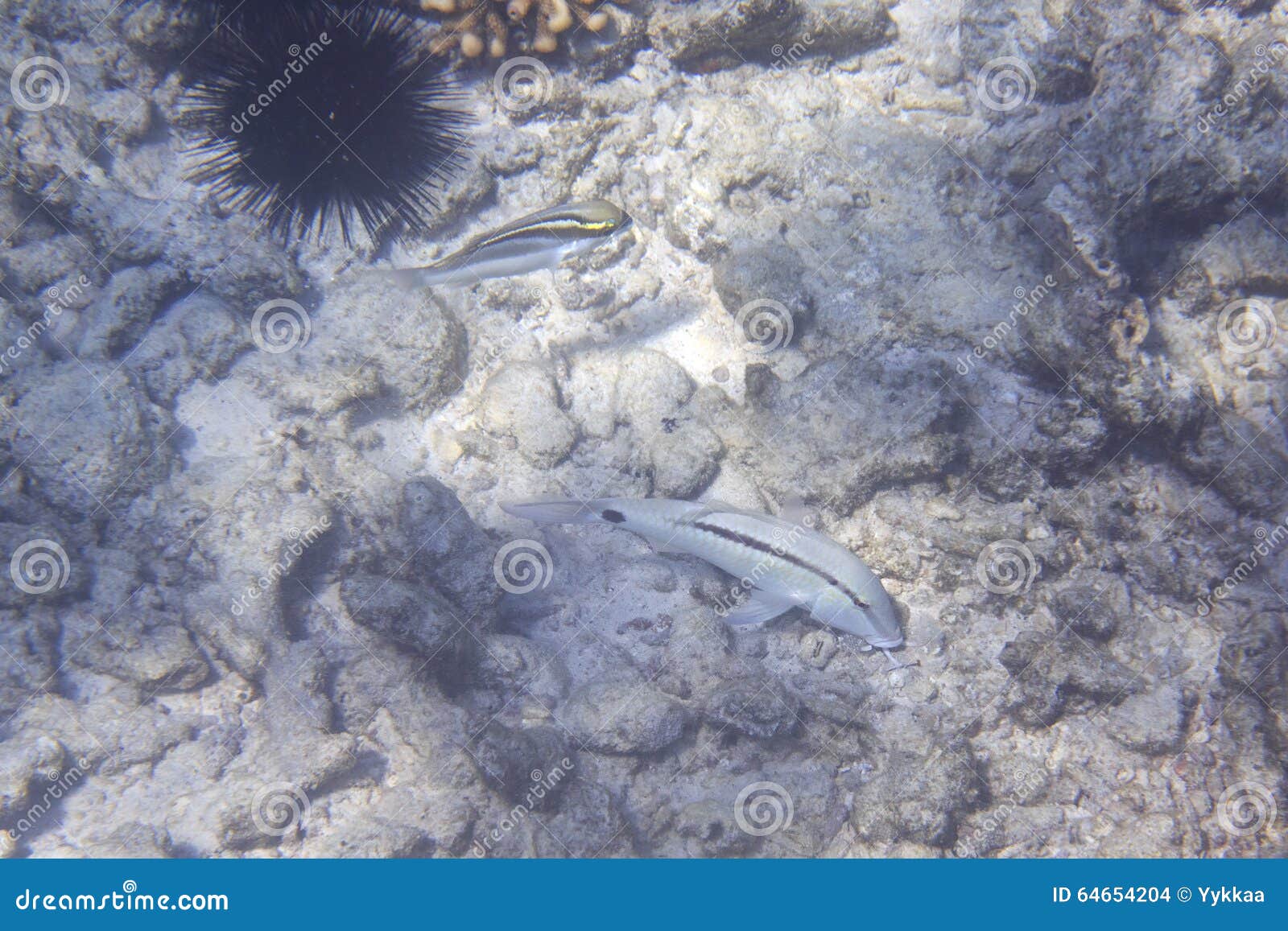 Mullus in Indian Ocean Near Seychelles Stock Photo - Image of dive ...