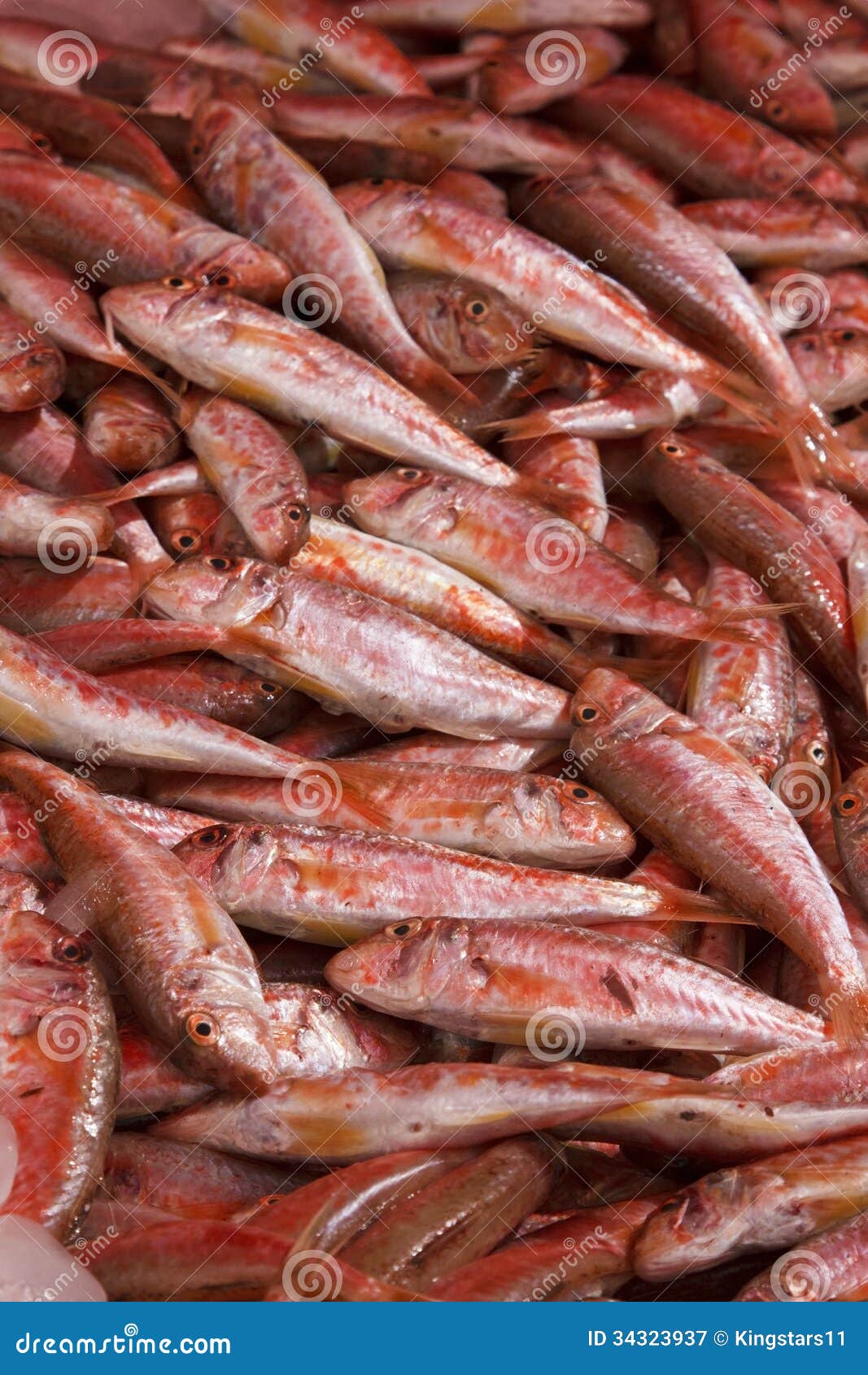 Mullus surmuletus stock image. Image of white, fish, diet - 34323937
