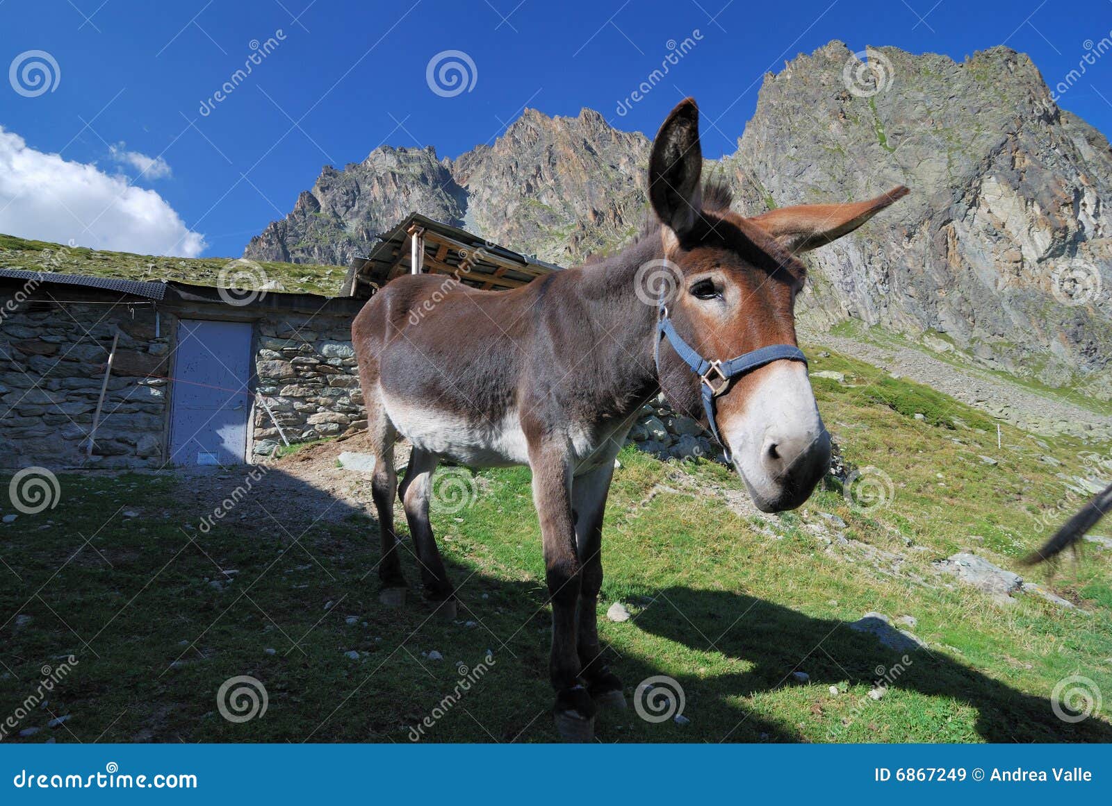 Mulo!! immagine stock. Immagine di valle, percorso, mulo - 6867249