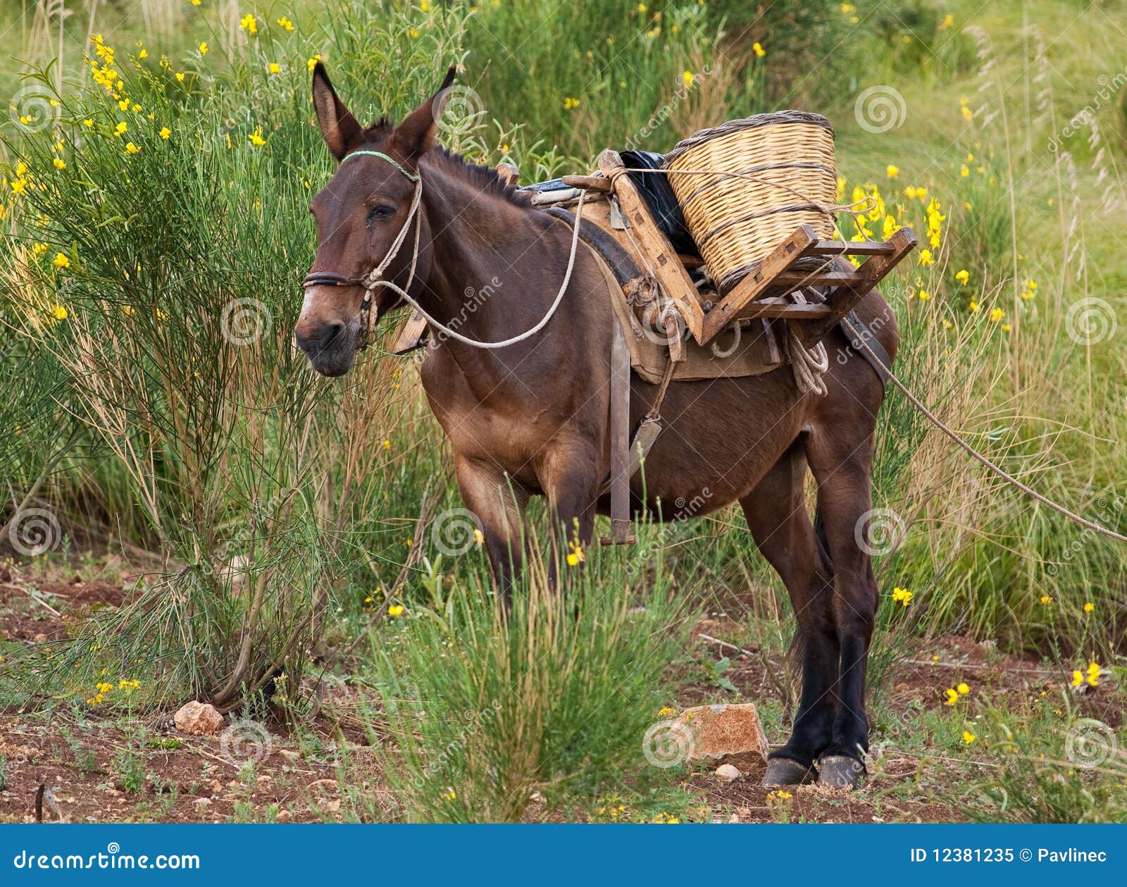 Mulo in cespugli immagine stock. Immagine di animale - 12381235