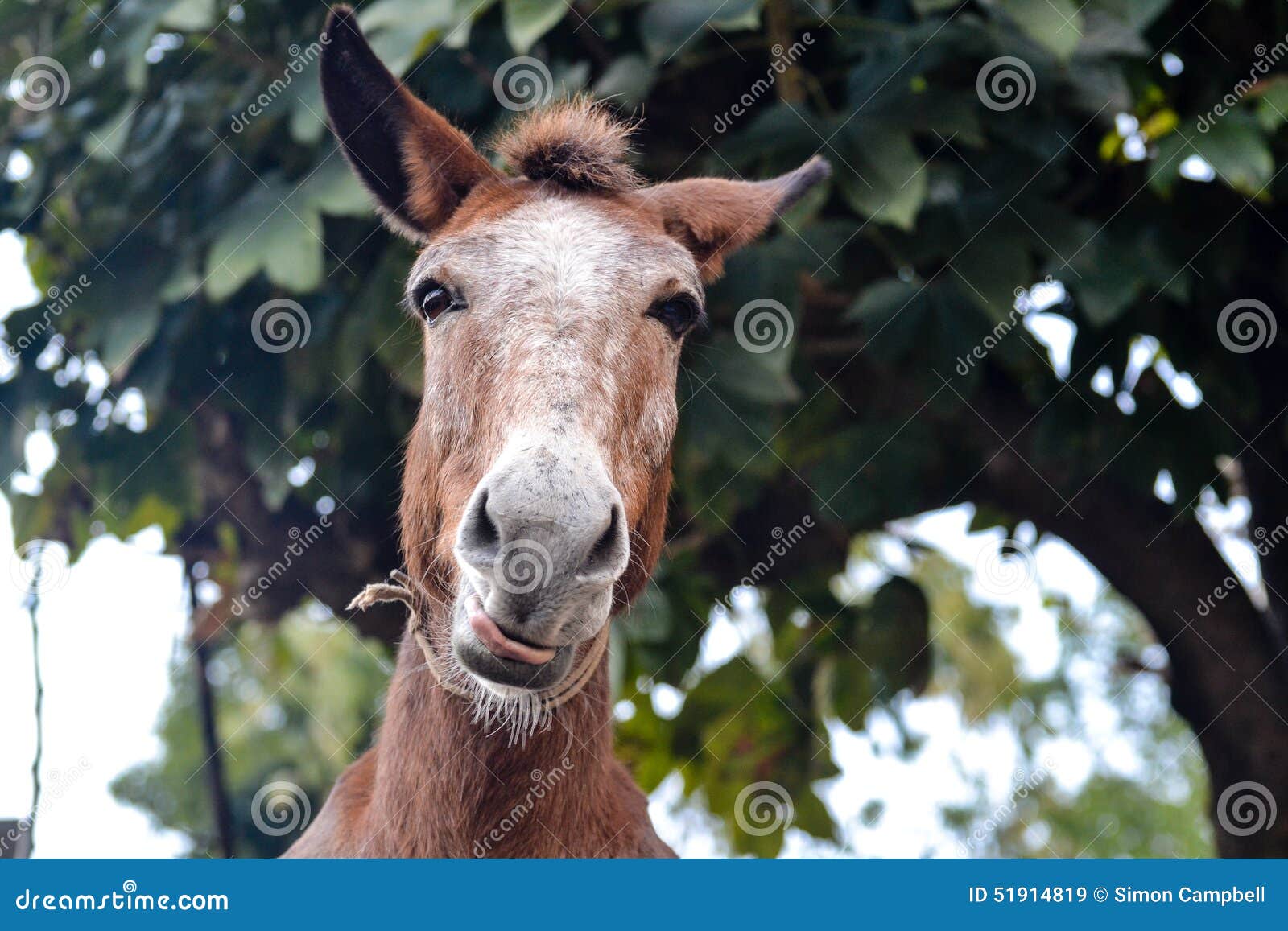 Mulo Che Assomiglia Ad Un Asino! Immagine Stock - Immagine di carico ...