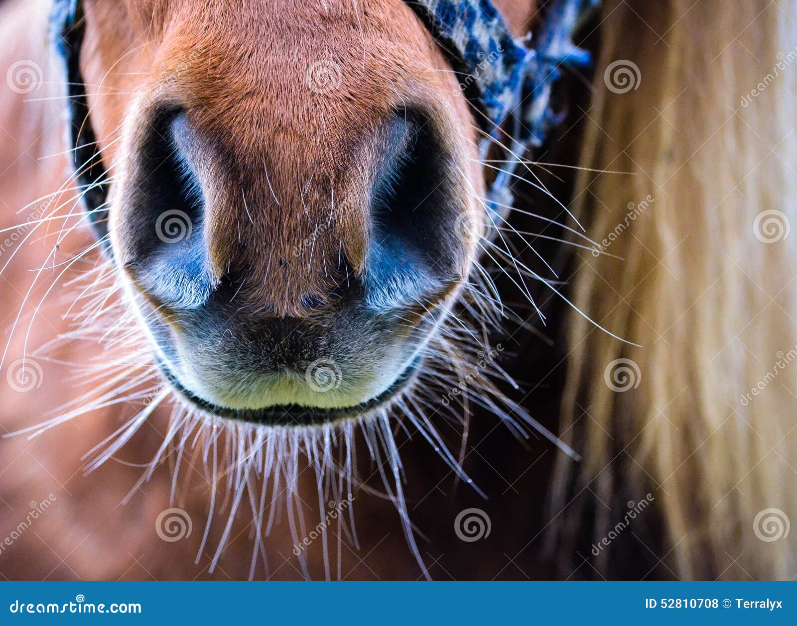 Mulo del cavallo fotografia stock. Immagine di basette - 52810708