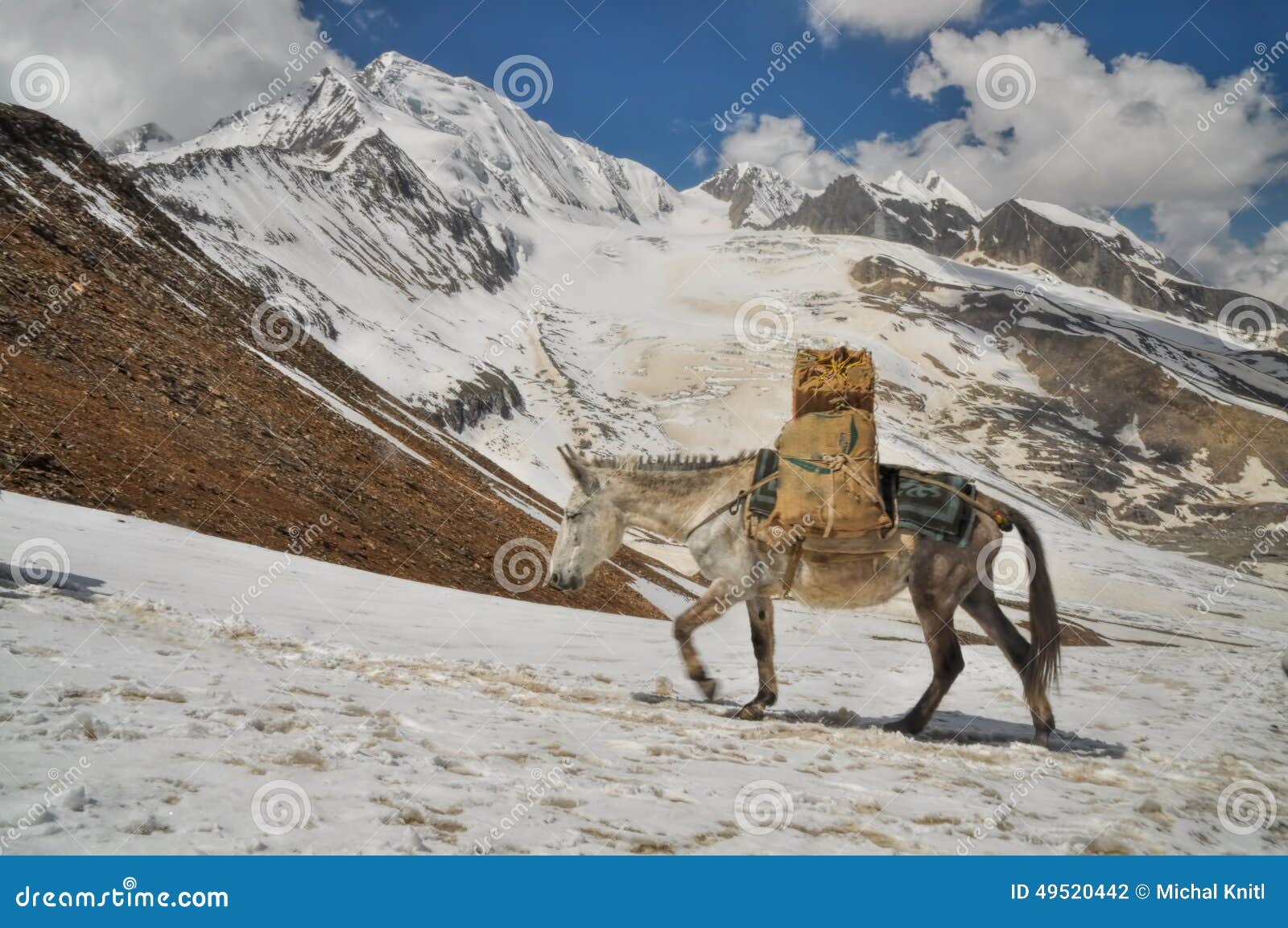 Mulo in Himalaya fotografia stock. Immagine di carovana - 49520442