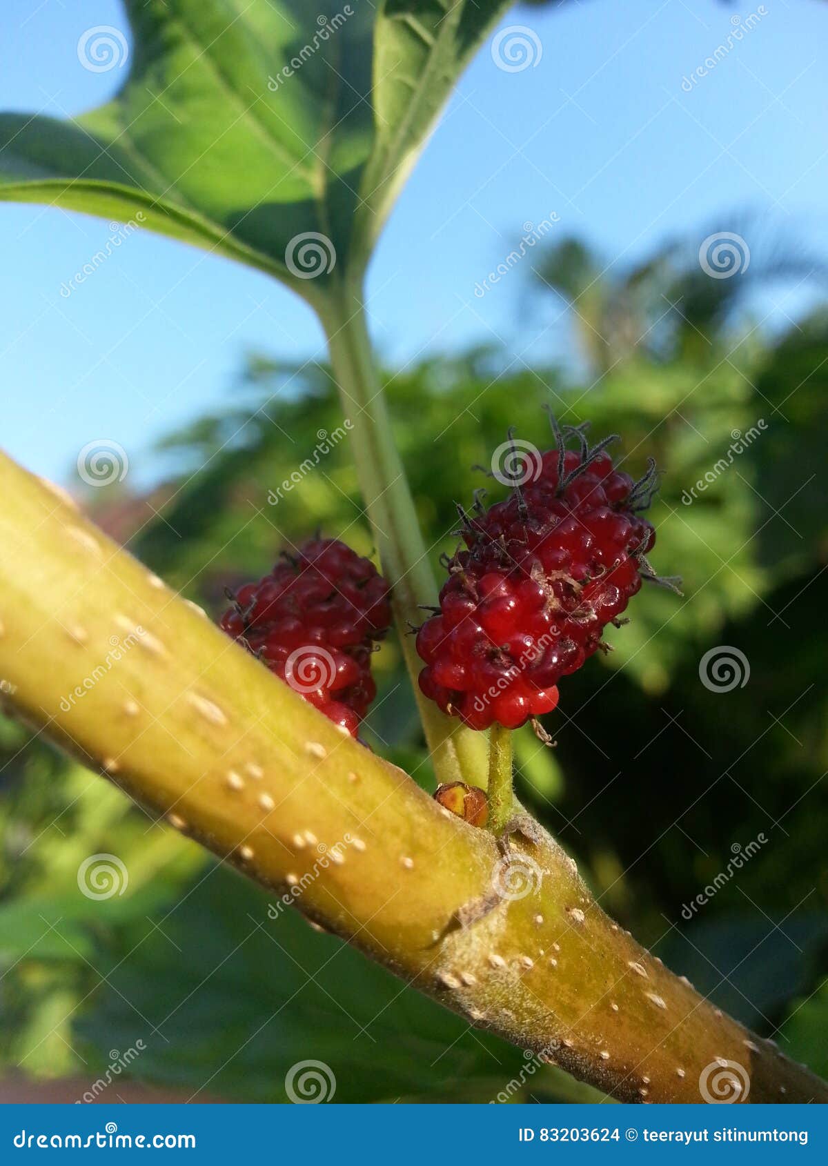 Multi berry red stock photo. Image of multiberry, tasty - 83203624