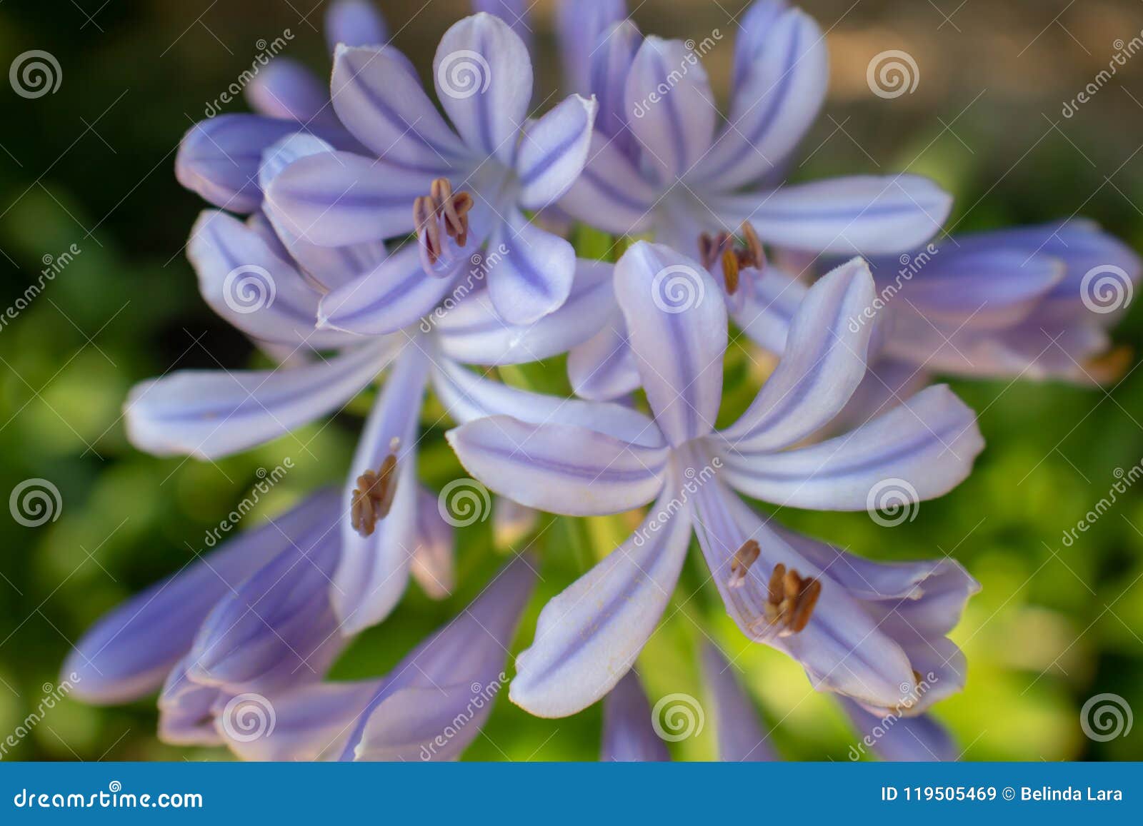 Multi Bloom of Blue Flowers with Blurred Background. Stock Image ...
