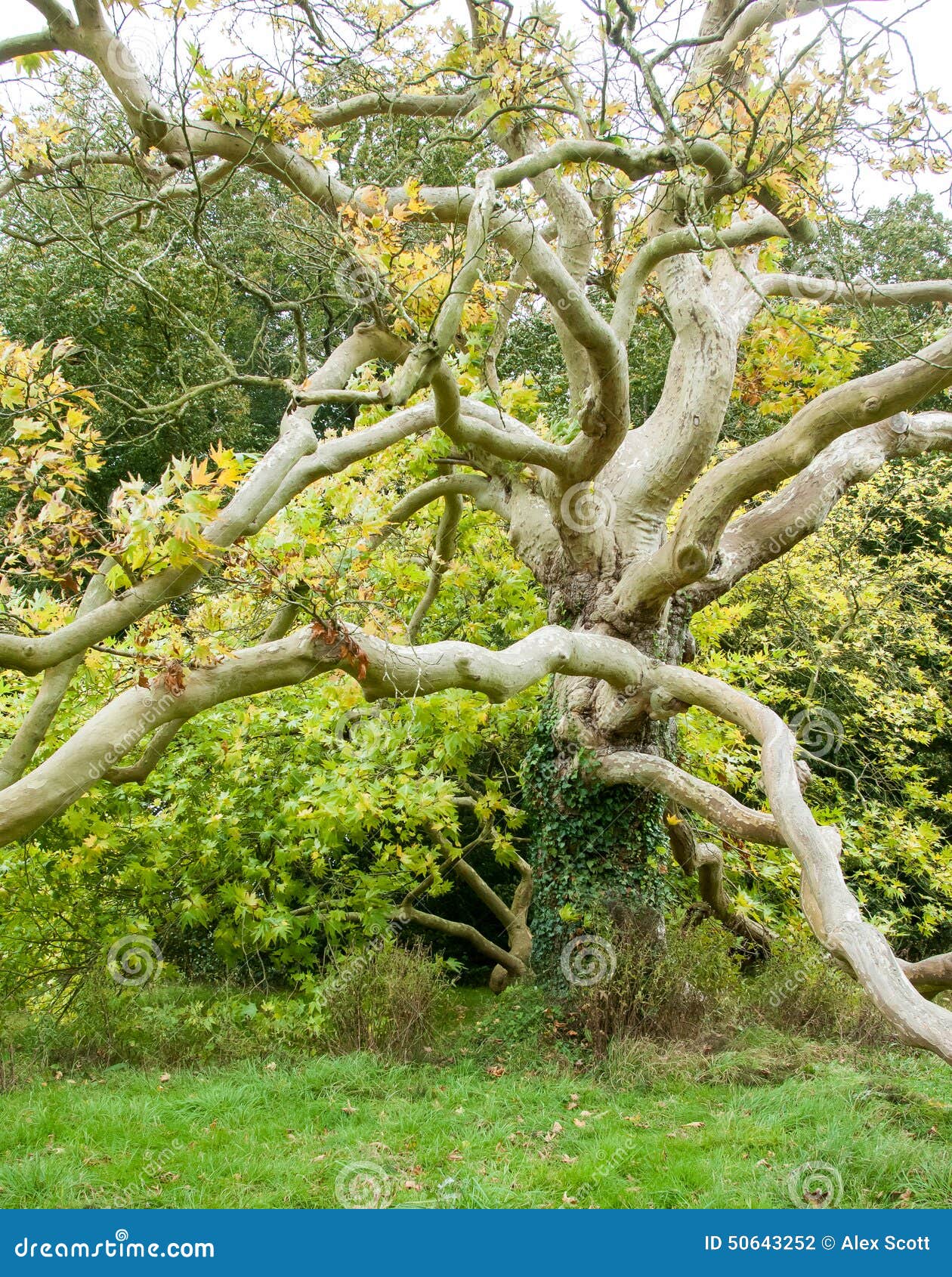 Multi-branched maple stock photo. Image of garden, specimen - 50643252