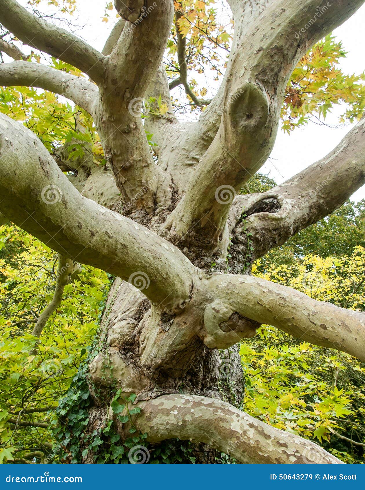 Multi-branched maple stock image. Image of grass, garden - 50643279