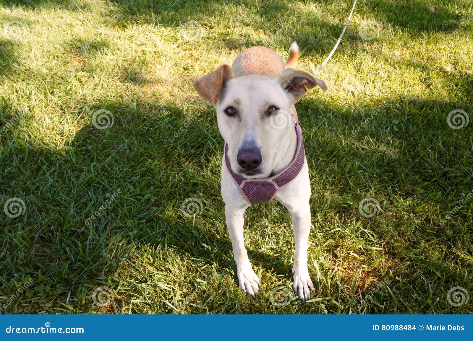 Multi-Breed Mutt Dog Staring at Camera with Ears Bent Forward Stock ...