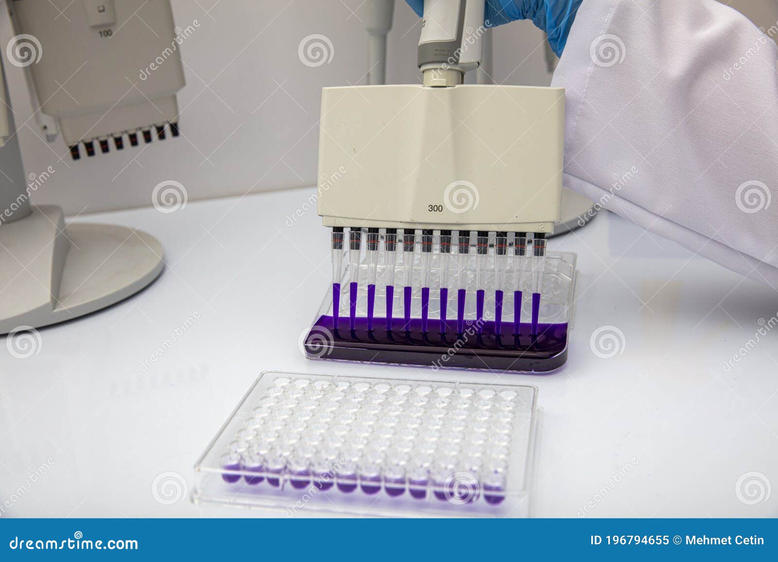 Multi Channel Pipette Loading Biological Samples in Microplate for Test ...