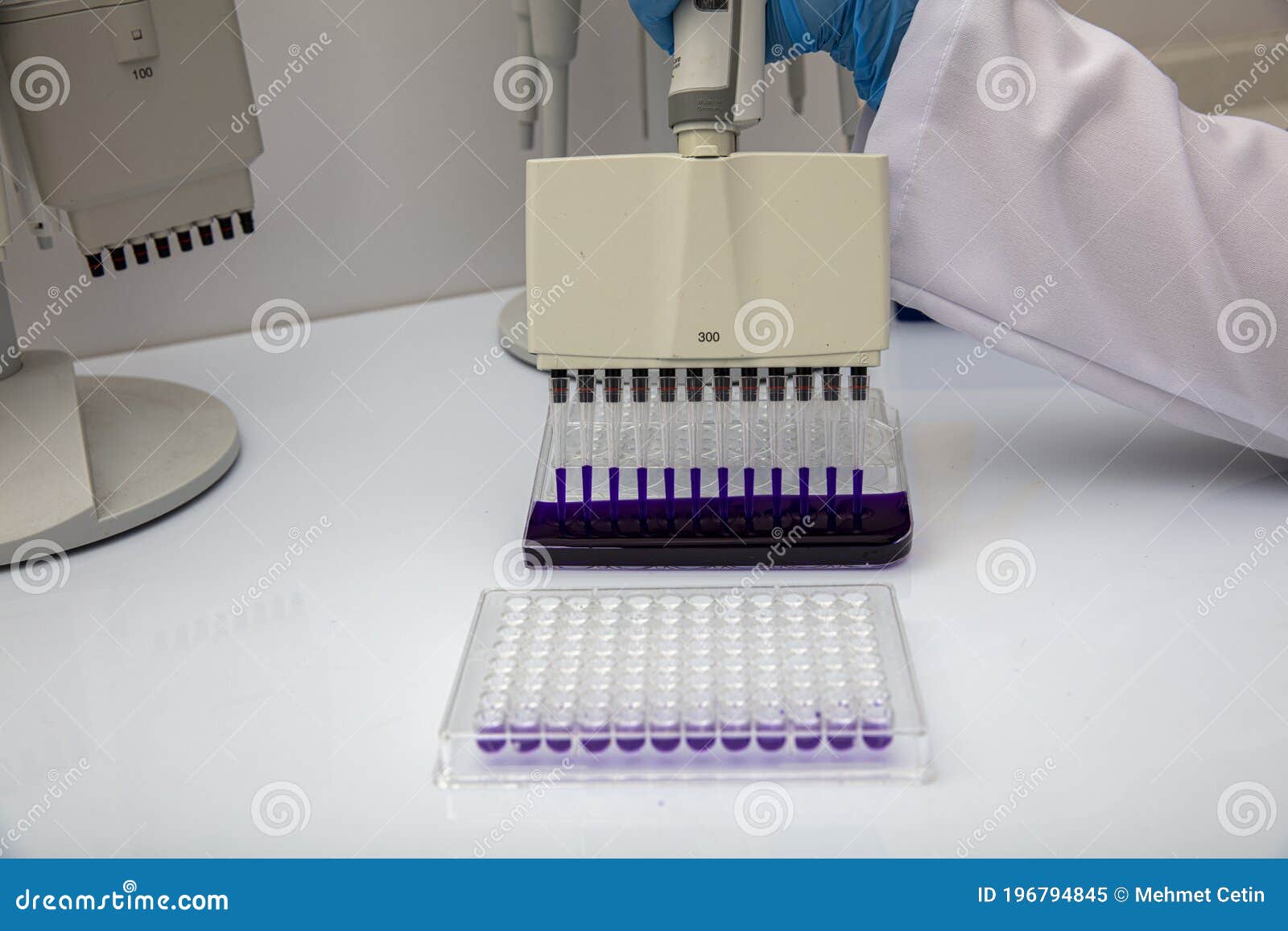 Multi Channel Pipette Loading Biological Samples in Microplate for Test ...