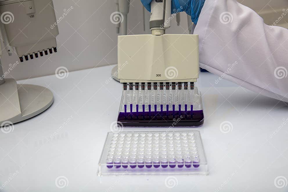 Multi Channel Pipette Loading Biological Samples in Microplate for Test ...