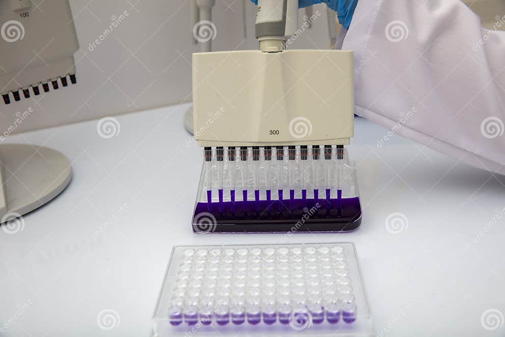 Multi Channel Pipette Loading Biological Samples in Microplate for Test ...