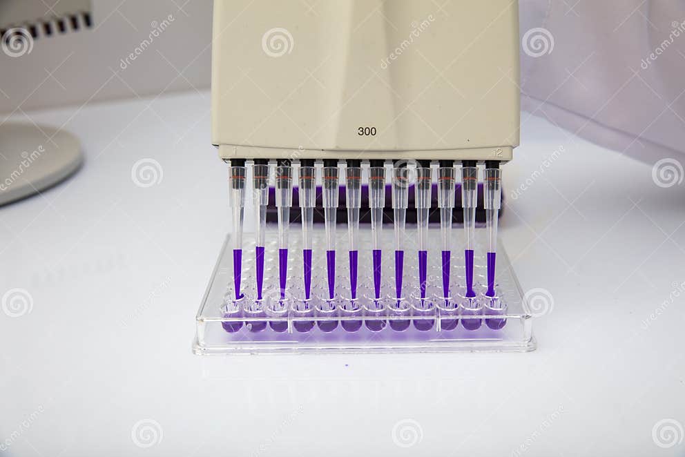 Multi Channel Pipette Loading Biological Samples in Microplate for Test ...