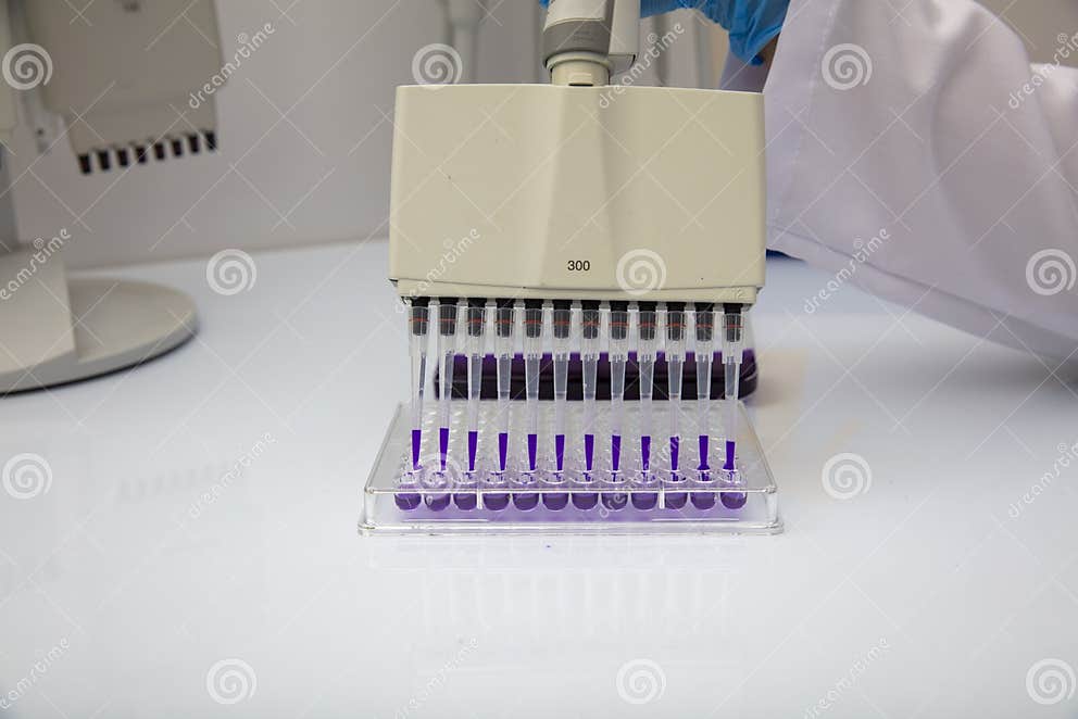 Multi Channel Pipette Loading Biological Samples in Microplate for Test ...