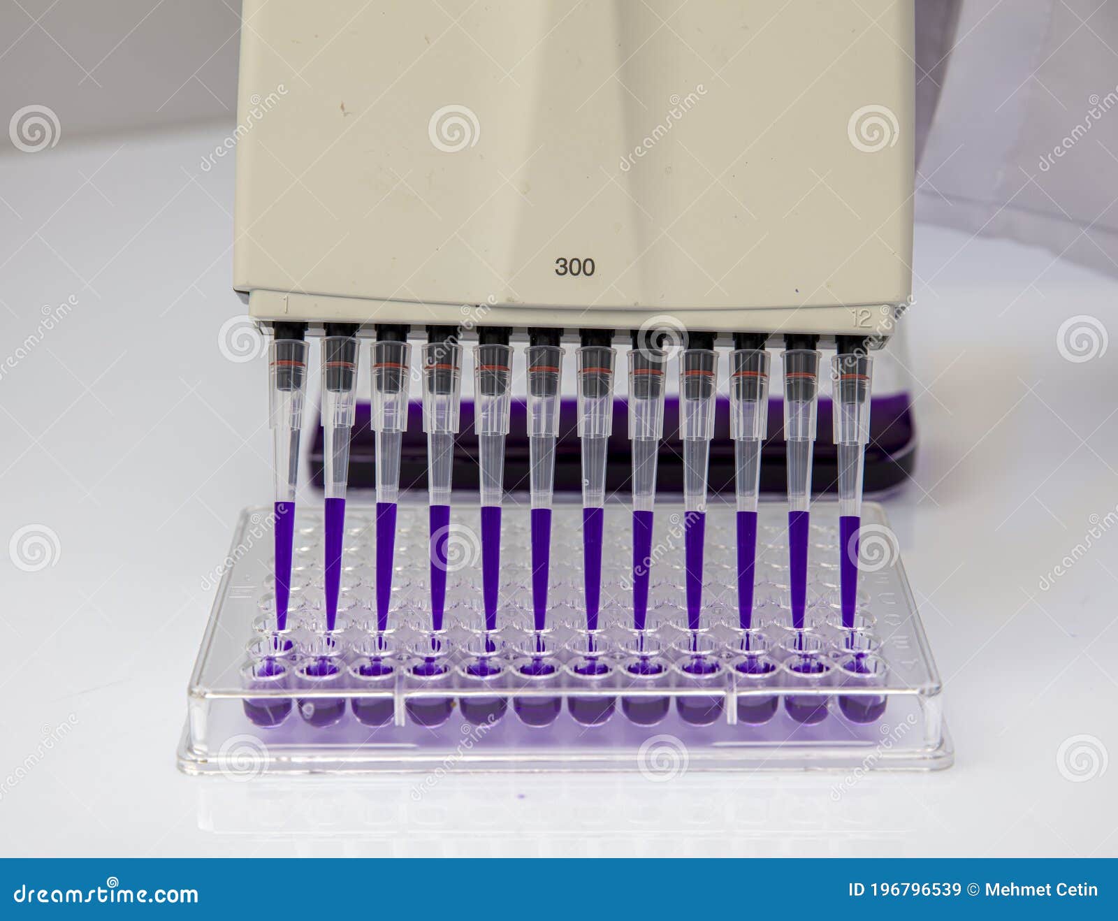 Multi Channel Pipette Loading Biological Samples in Microplate for Test ...