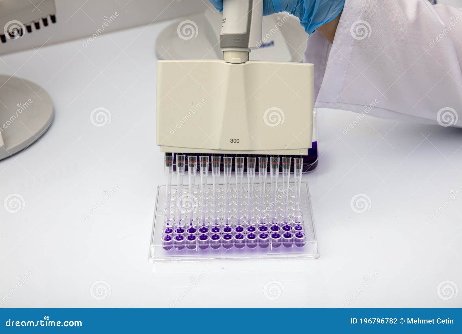 Multi Channel Pipette Loading Biological Samples in Microplate for Test ...