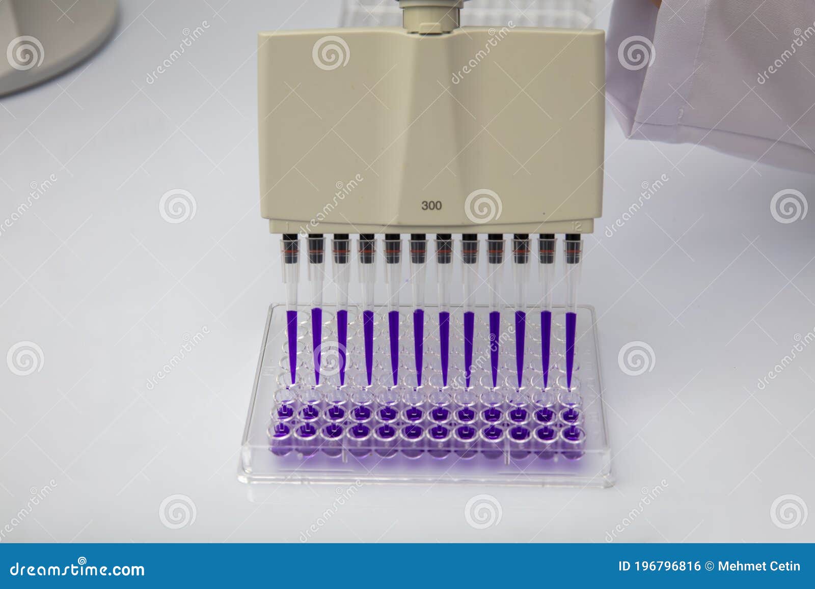 Multi Channel Pipette Loading Biological Samples in Microplate for Test ...