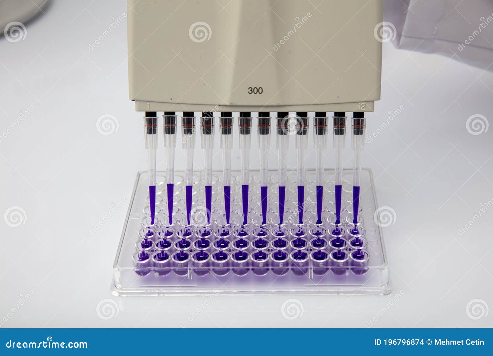 Multi Channel Pipette Loading Biological Samples in Microplate for Test ...