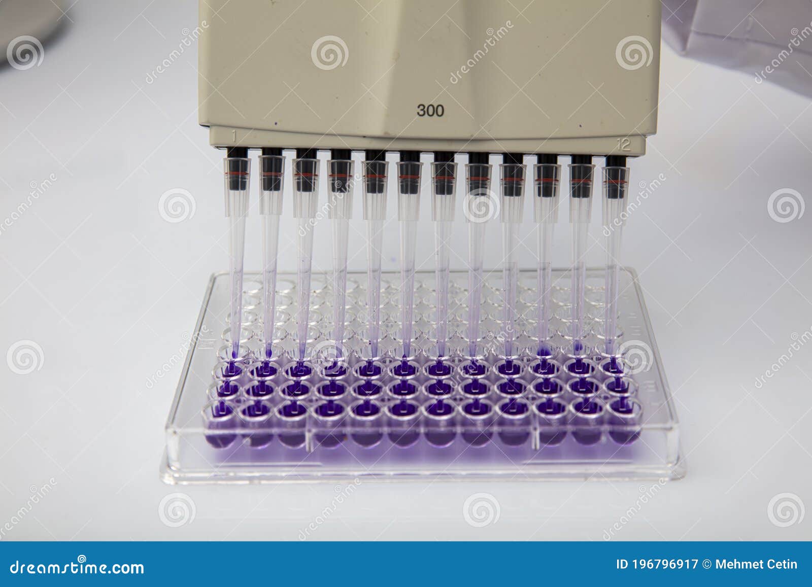 Multi Channel Pipette Loading Biological Samples in Microplate for Test ...