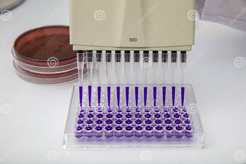 Multi Channel Pipette Loading Biological Samples in Microplate for Test ...