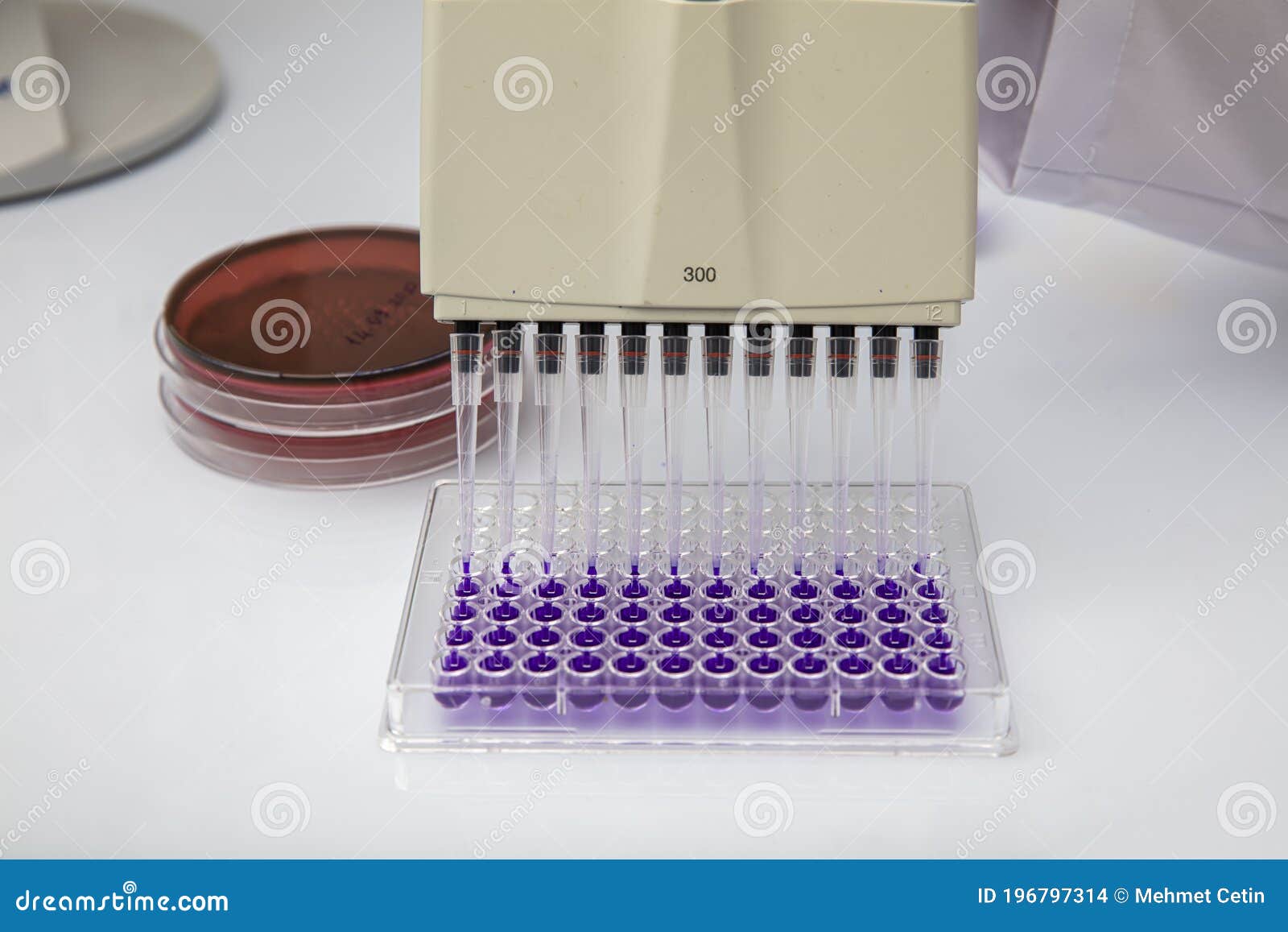 Multi Channel Pipette Loading Biological Samples in Microplate for Test ...