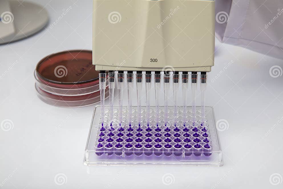 Multi Channel Pipette Loading Biological Samples in Microplate for Test ...