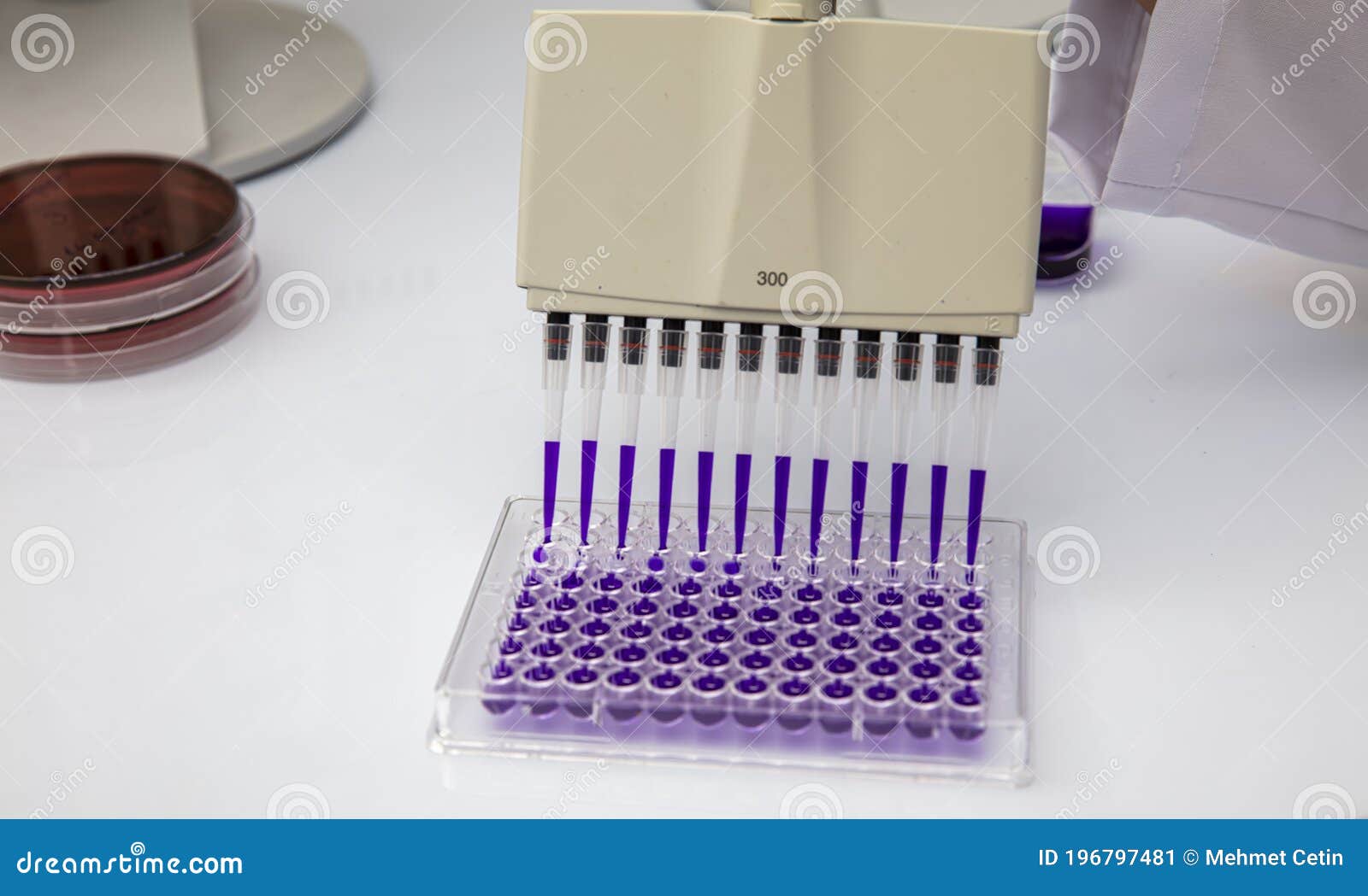Multi Channel Pipette Loading Biological Samples in Microplate for Test ...
