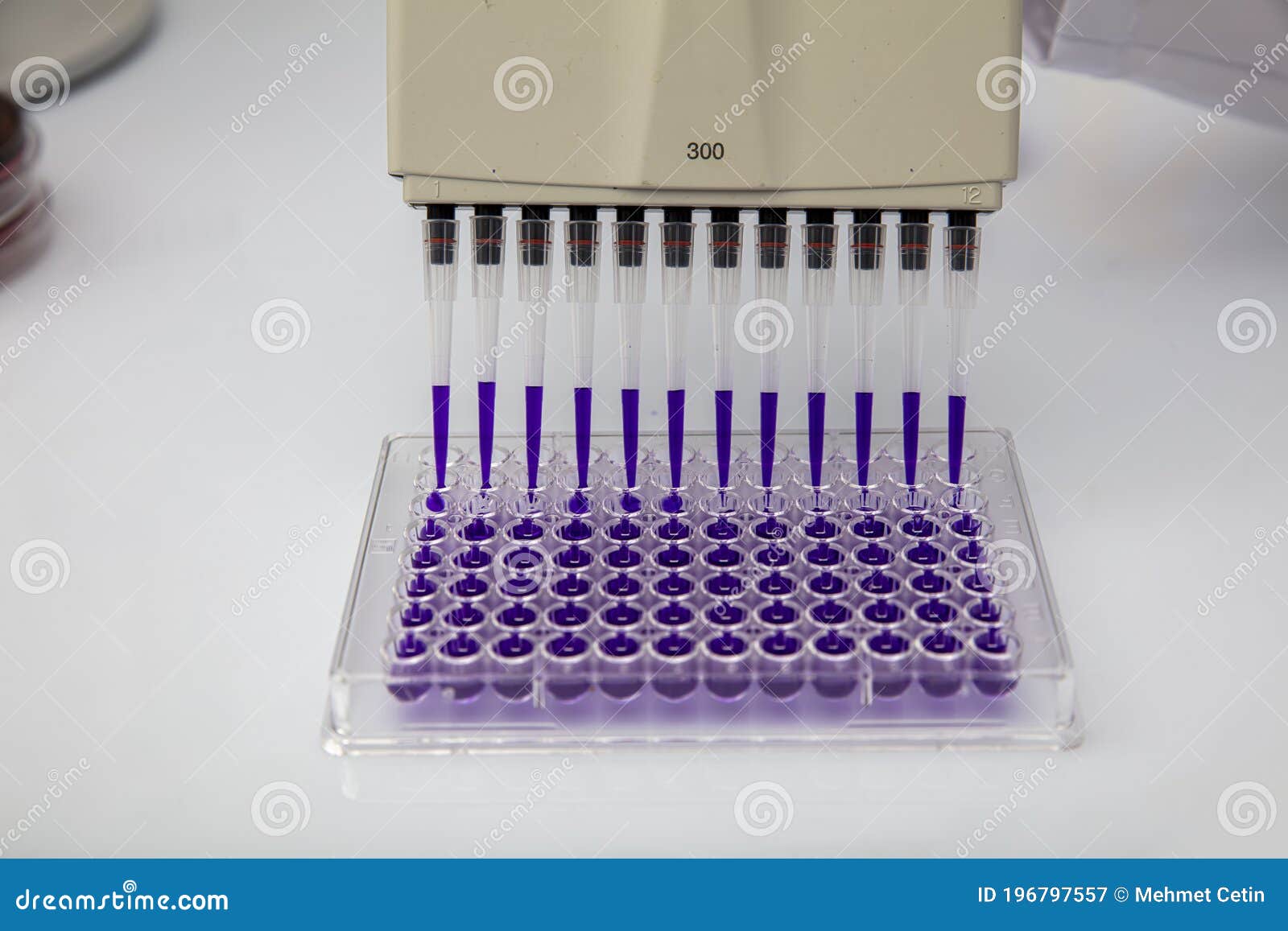 Multi Channel Pipette Loading Biological Samples in Microplate for Test ...