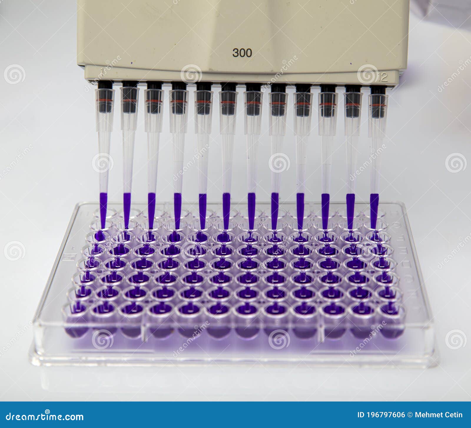 Multi Channel Pipette Loading Biological Samples in Microplate for Test ...