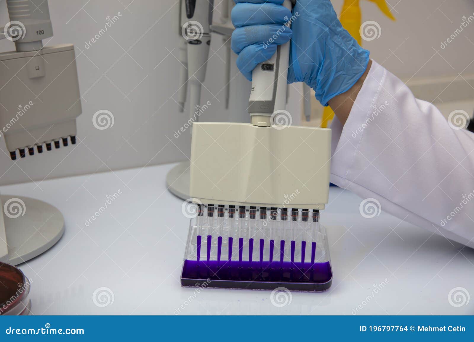 Multi Channel Pipette Loading Biological Samples in Microplate for Test ...