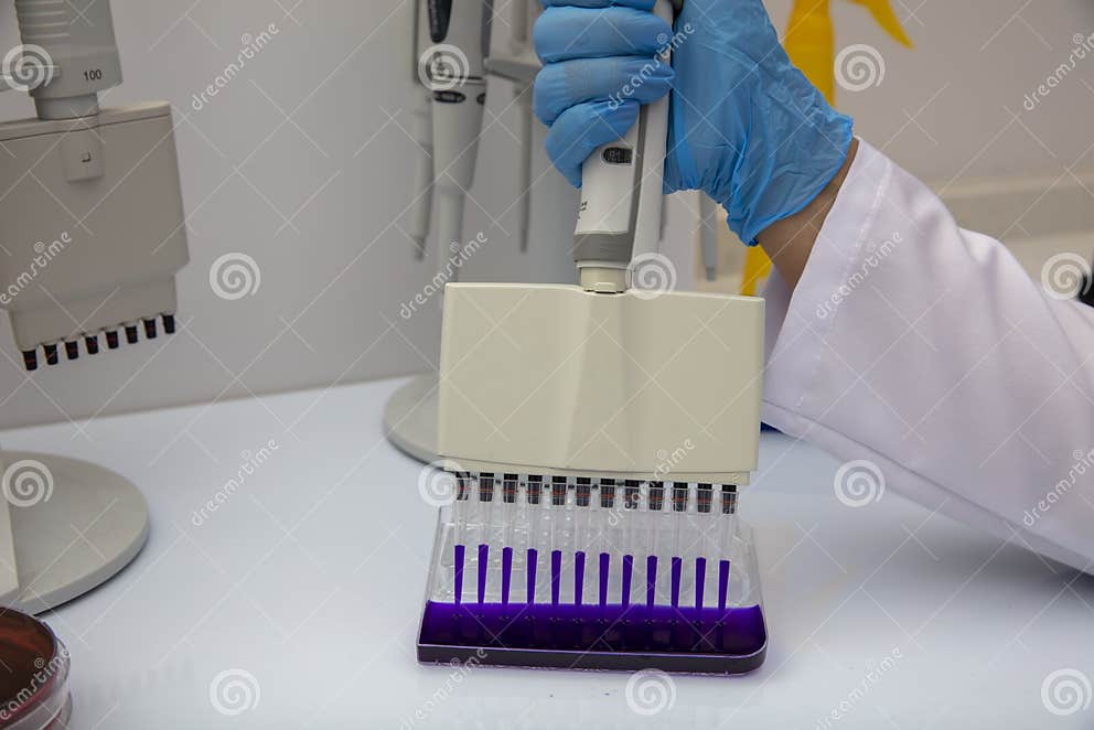Multi Channel Pipette Loading Biological Samples in Microplate for Test ...