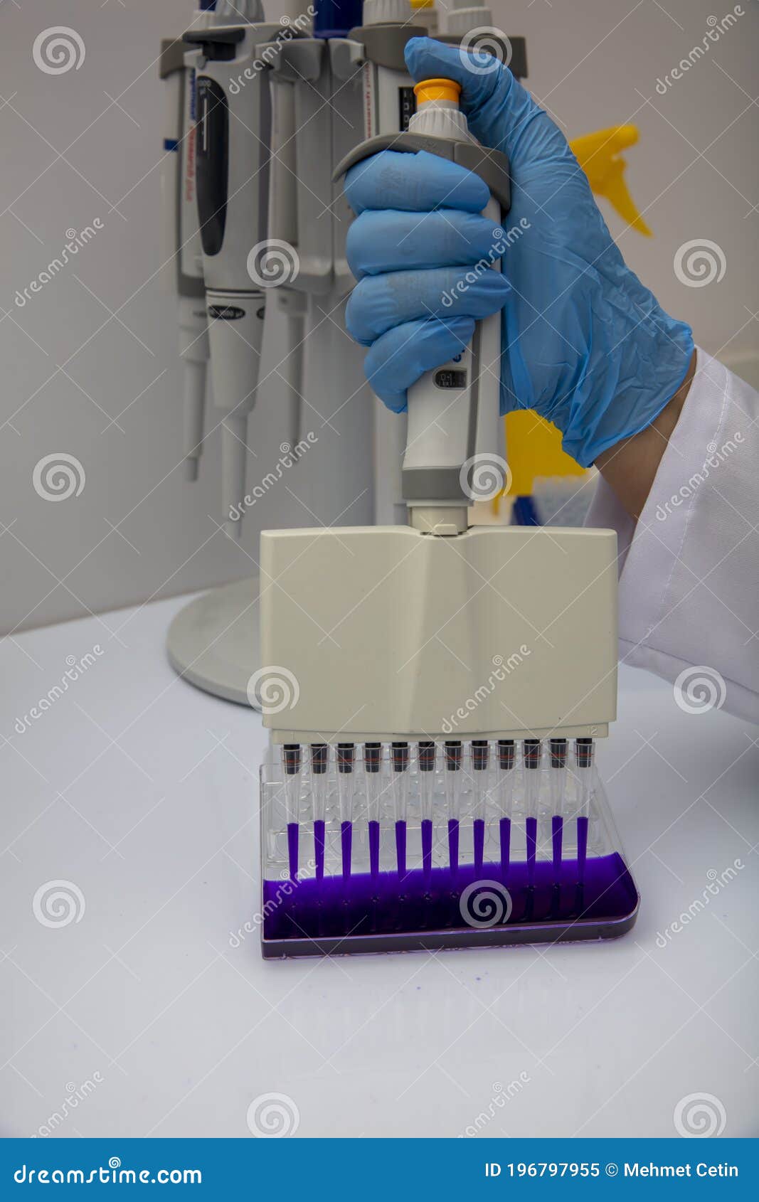 Multi Channel Pipette Loading Biological Samples in Microplate for Test ...