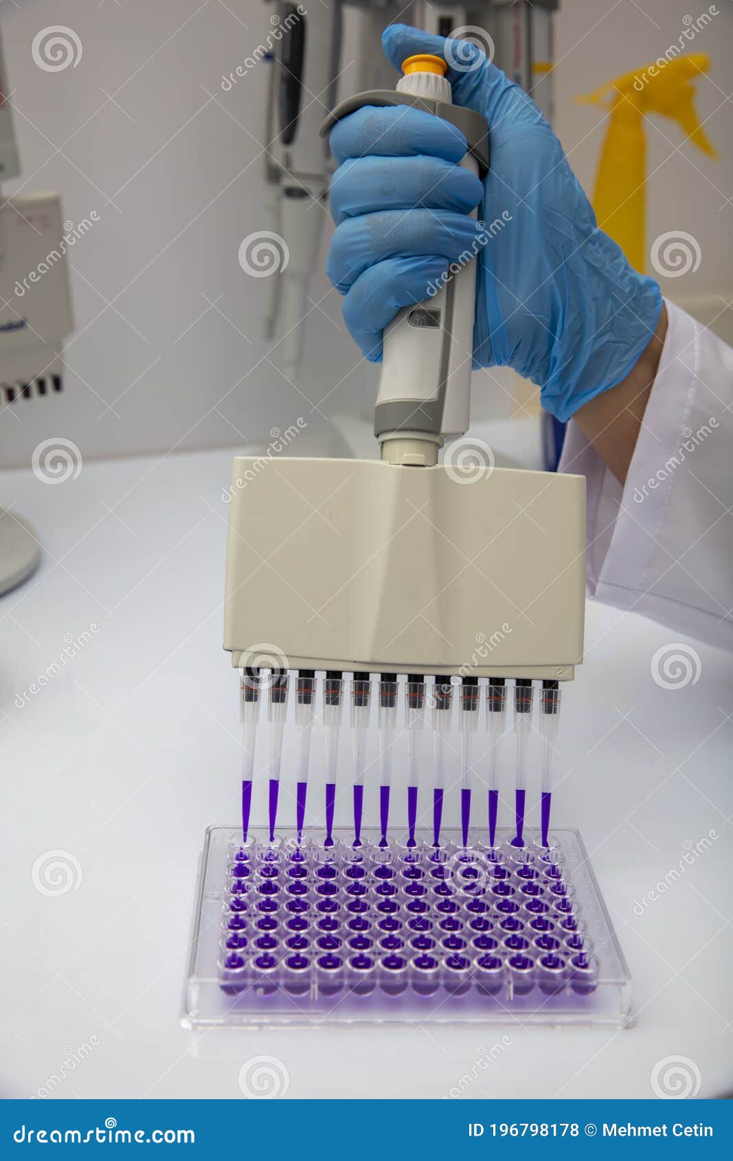 Multi Channel Pipette Loading Biological Samples in Microplate for Test ...