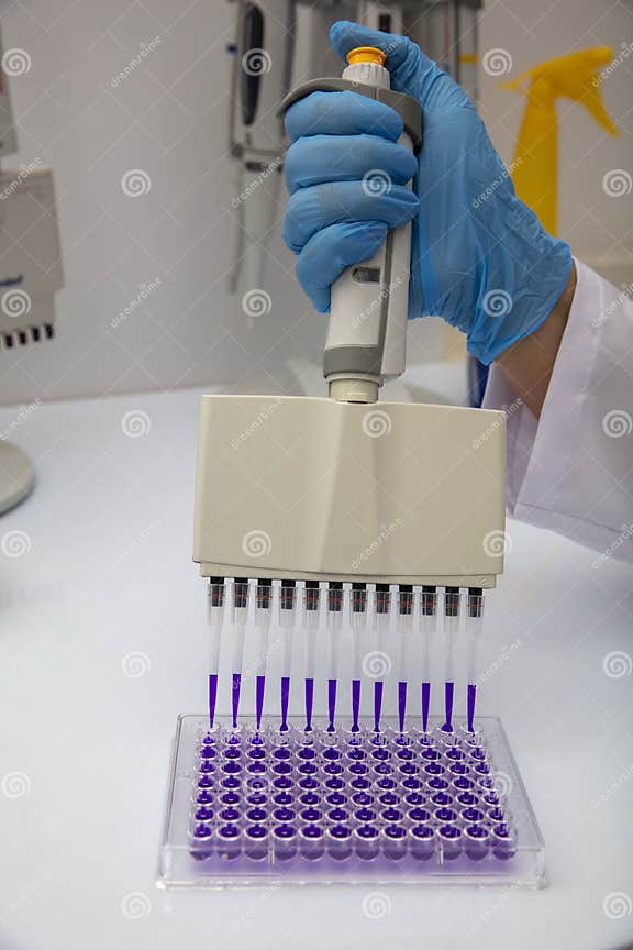 Multi Channel Pipette Loading Biological Samples in Microplate for Test ...