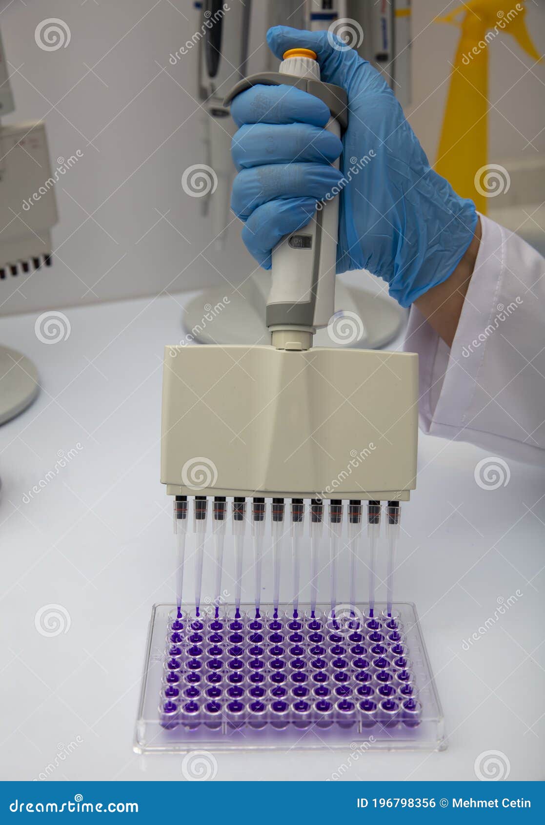 Multi Channel Pipette Loading Biological Samples in Microplate for Test ...
