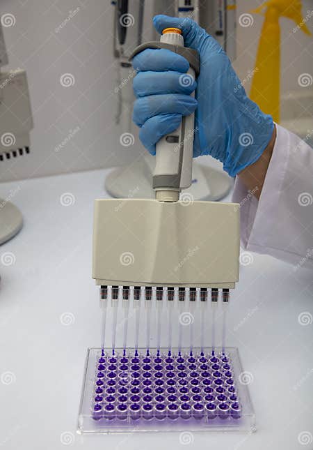 Multi Channel Pipette Loading Biological Samples in Microplate for Test ...