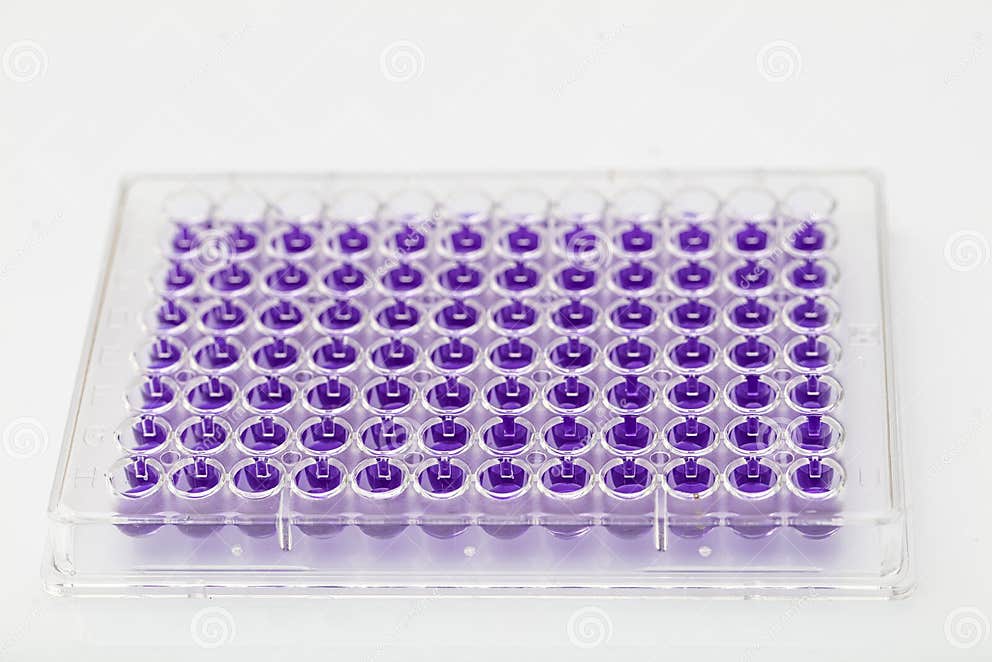 Multi Channel Pipette Loading Biological Samples in Microplate for Test ...