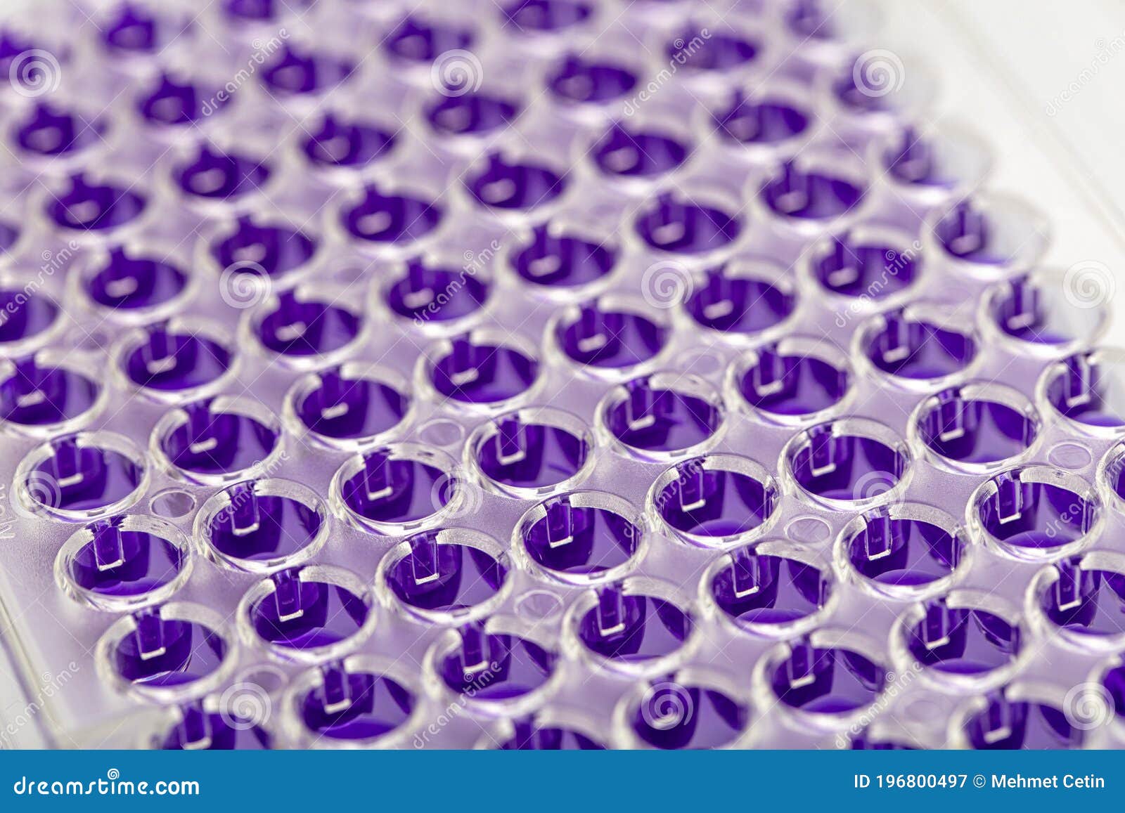 Multi Channel Pipette Loading Biological Samples in Microplate for Test ...