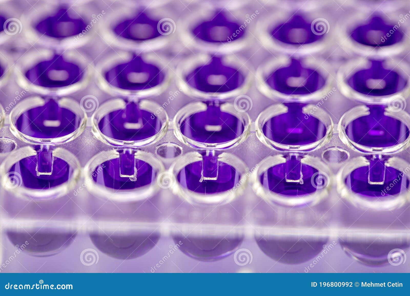 Multi Channel Pipette Loading Biological Samples in Microplate for Test ...