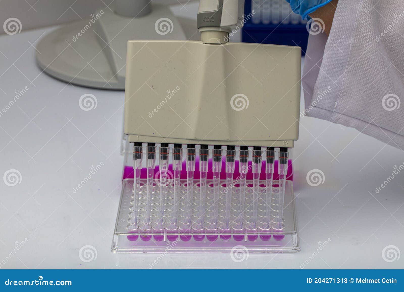 Multi Channel Pipette Loading Biological Samples in Microplate for Test ...