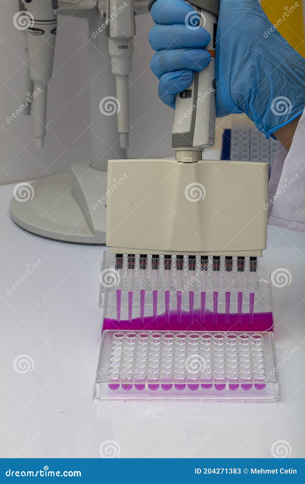 Multi Channel Pipette Loading Biological Samples in Microplate for Test ...