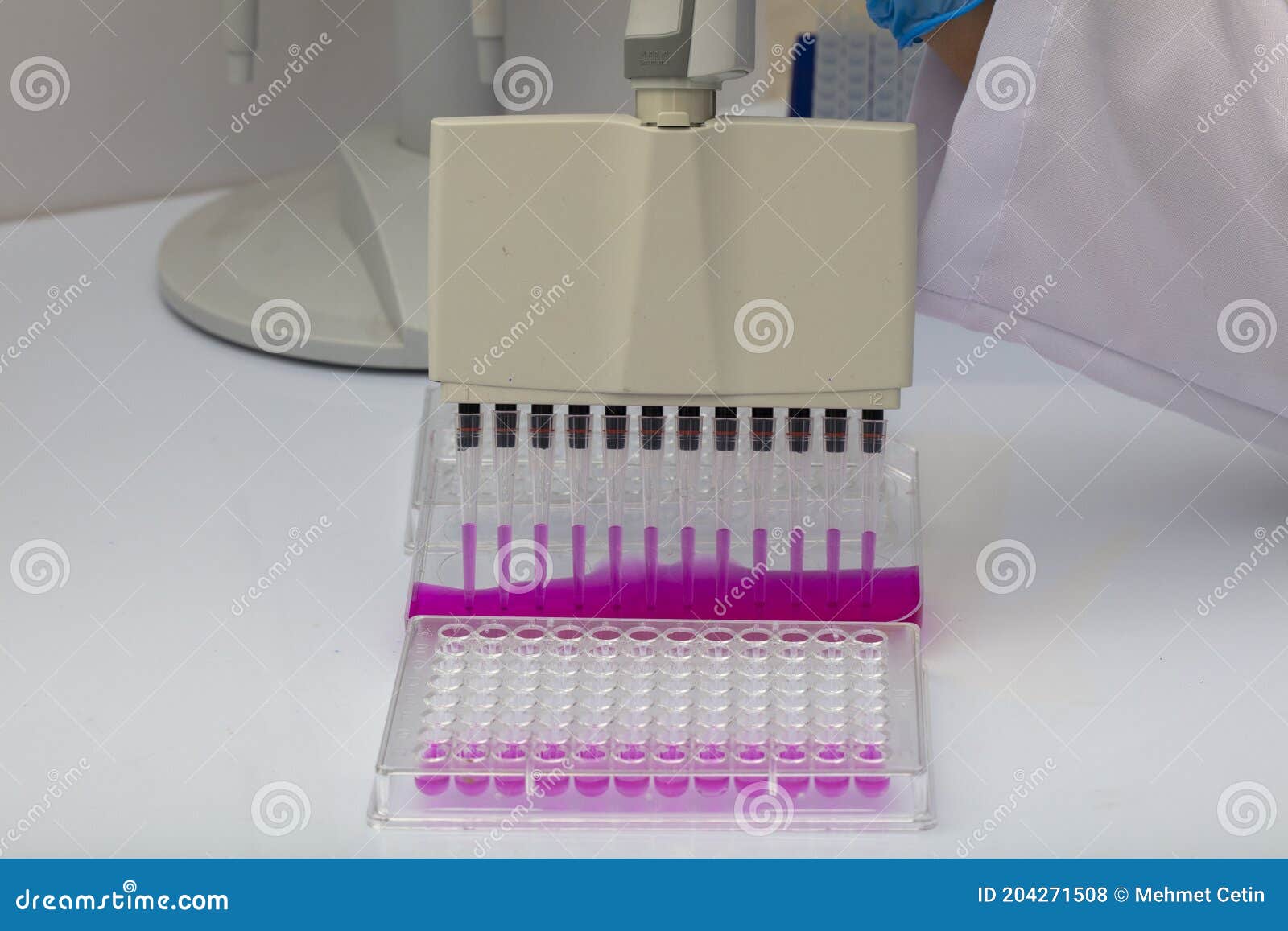 Multi Channel Pipette Loading Biological Samples in Microplate for Test ...
