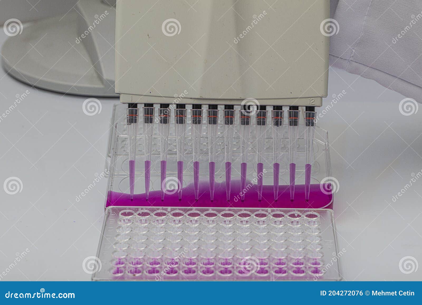 Multi Channel Pipette Loading Biological Samples in Microplate for Test ...