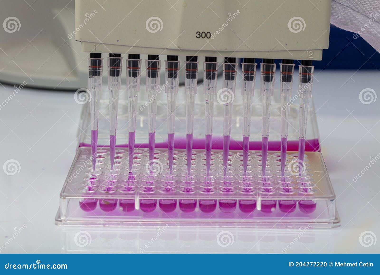 Multi Channel Pipette Loading Biological Samples in Microplate for Test ...
