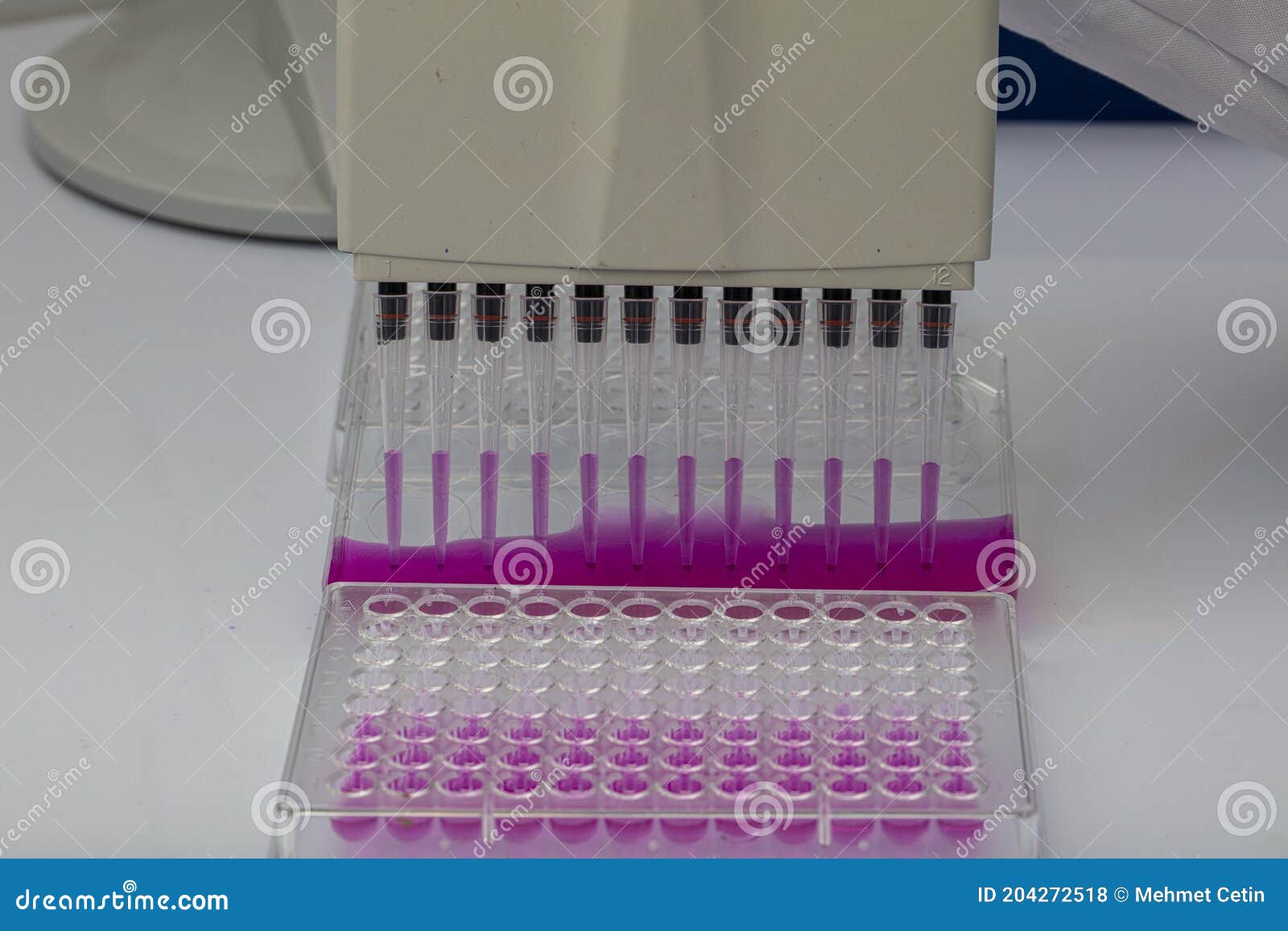 Multi Channel Pipette Loading Biological Samples in Microplate for Test ...