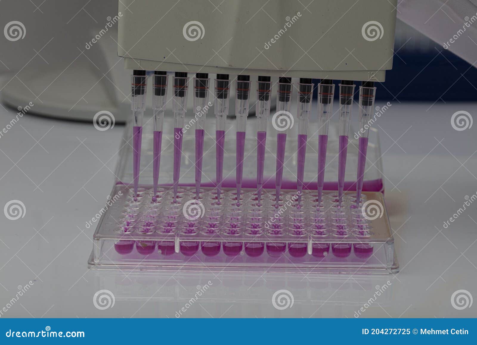 Multi Channel Pipette Loading Biological Samples in Microplate for Test ...