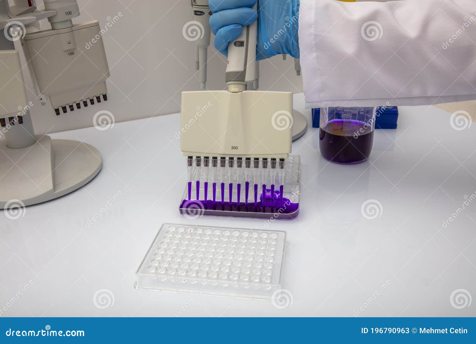 Multi Channel Pipette Loading Biological Samples in Microplate for Test ...