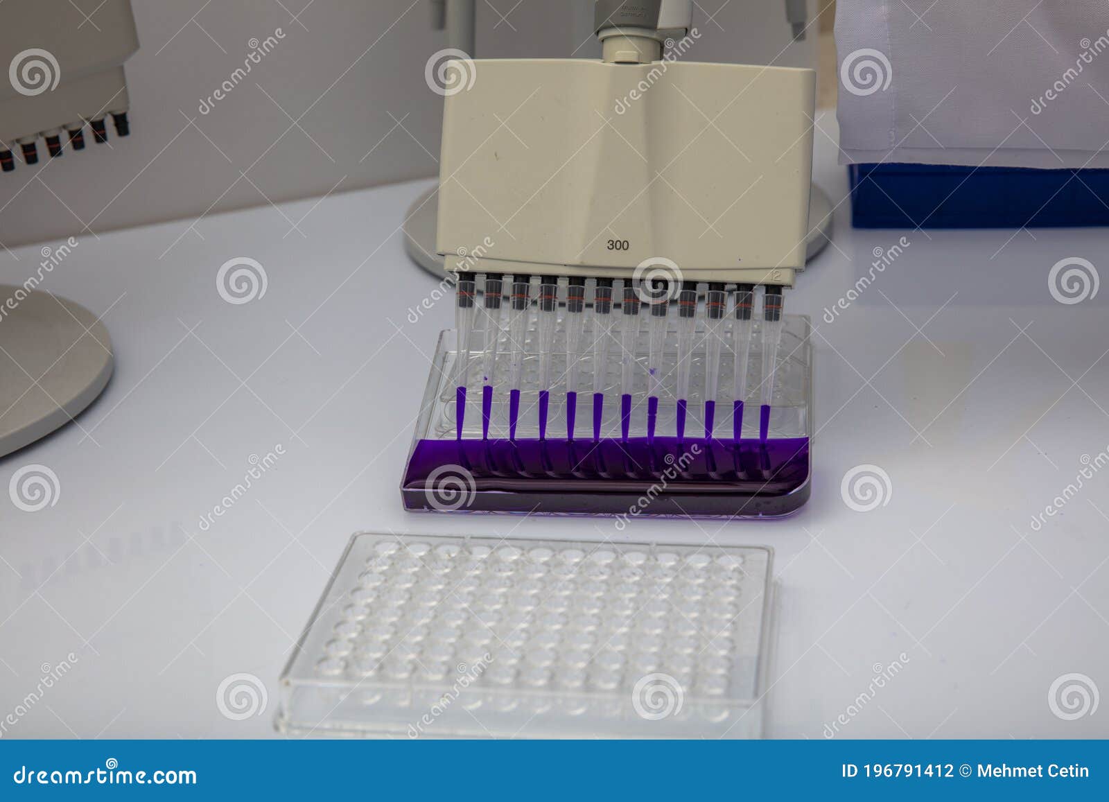 Multi Channel Pipette Loading Biological Samples in Microplate for Test ...